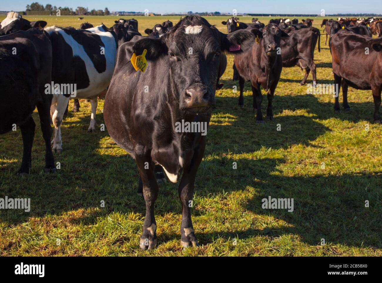 New Zealand Countryside Scenes: Herds of Dairy Cows Stock Photo - Alamy