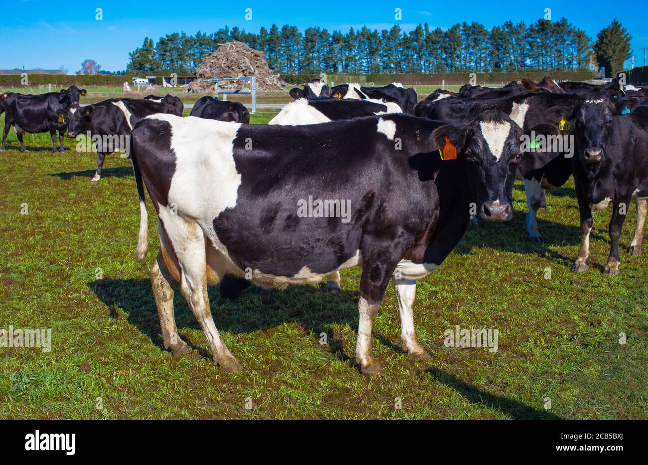 New Zealand Countryside Scenes: Herds of Dairy Cows Stock Photo - Alamy