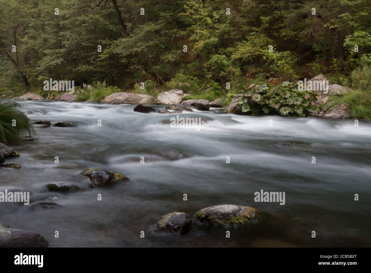 Vegetation photography hi-res stock photography and images - Alamy