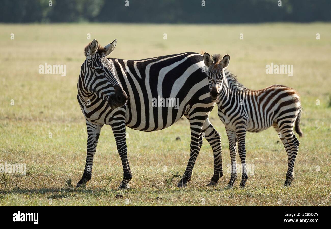 Cute baby zebra standing with its mum in Masai Mara Kenya Stock Photo ...