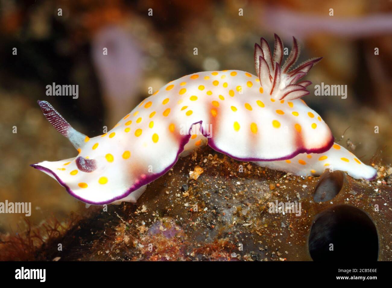 Nudibranch Sea Slug, Hypselodoris pulchella.Tulamben, Bali, Indonesia ...