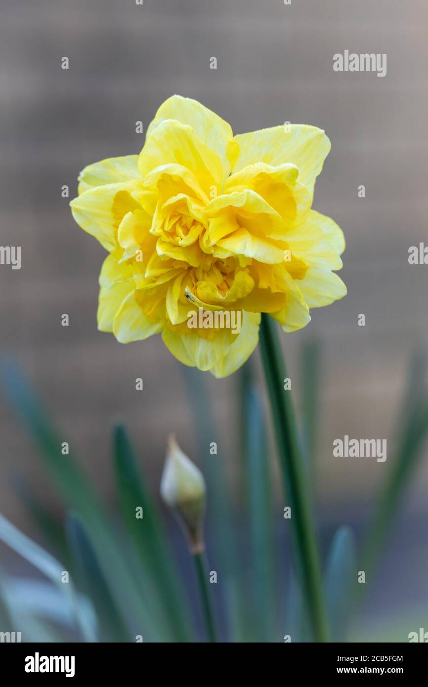 Single yellow daffodil isolated Stock Photo - Alamy