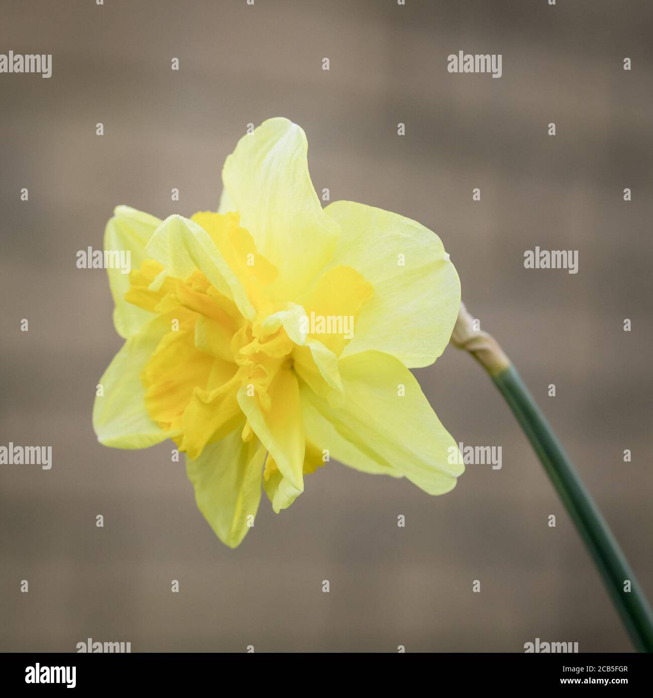 One yellow daffodil bulb hi-res stock photography and images - Alamy