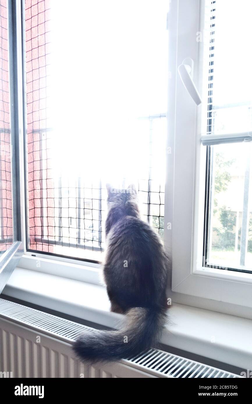 cat by the window looking out Stock Photo - Alamy