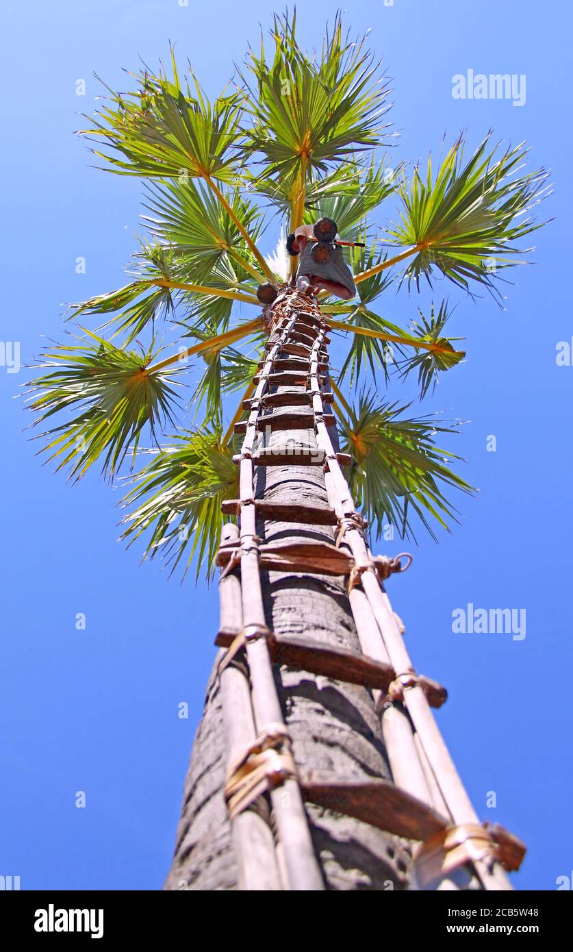Traditional classic harvesting of coconuts in Asia: coconut collector ...