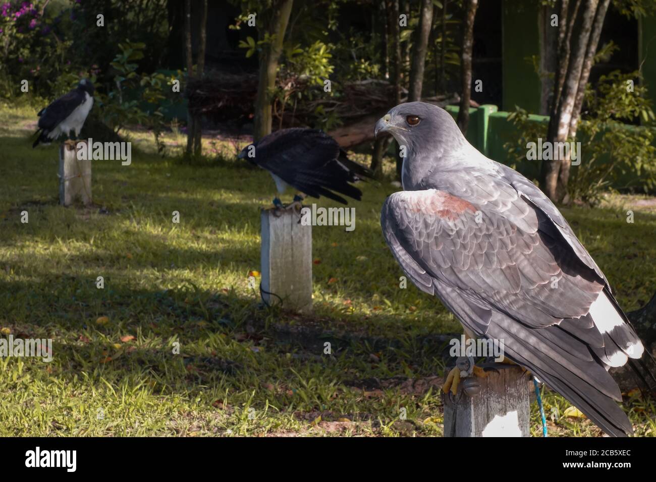 Closeup of hawks sitting on wooden sticks in a field captured during ...