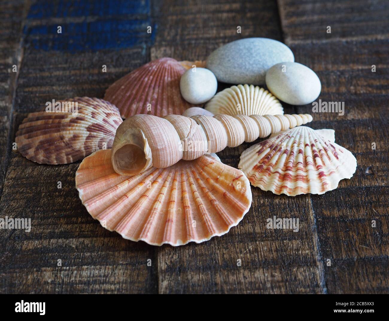 close up shells and pebbles still life on a old plank wooden desk Stock ...