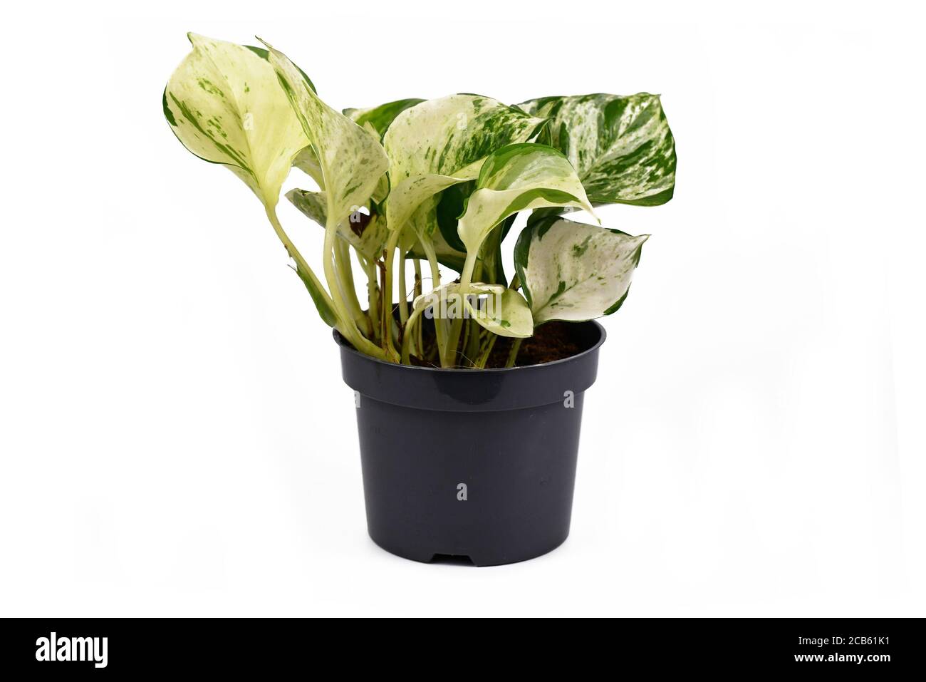 Manjula pothos hi-res stock photography and images - Alamy
