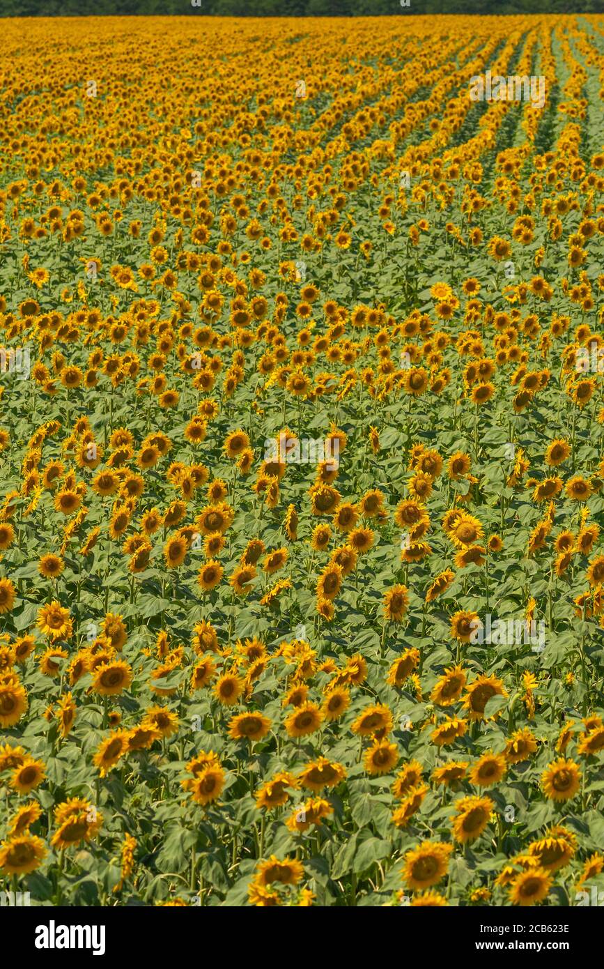 Sunflower blooming field sunflowers hi-res stock photography and images ...