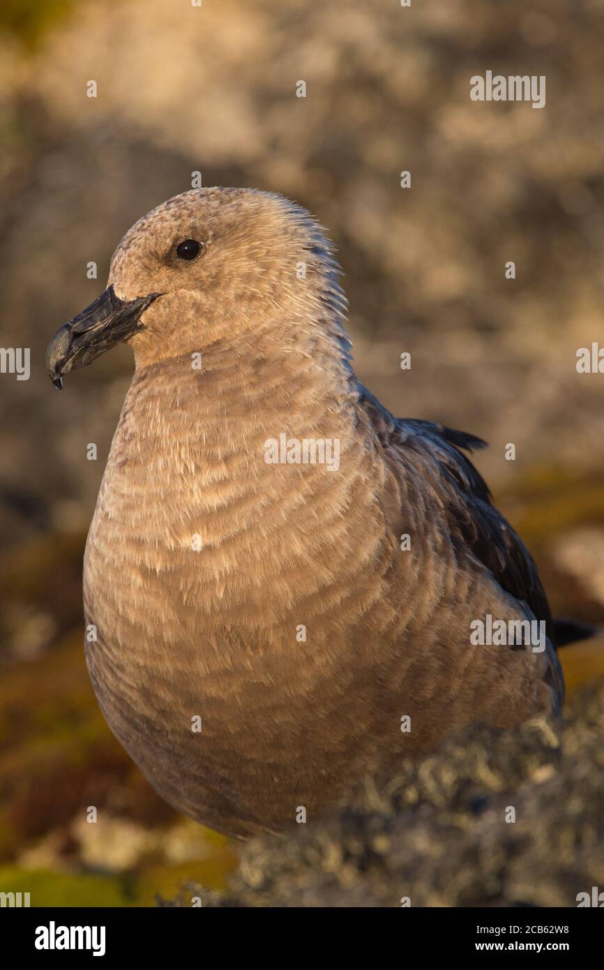 Portrait of south polar skua Stercorarius maccormicki in Antarctica ...