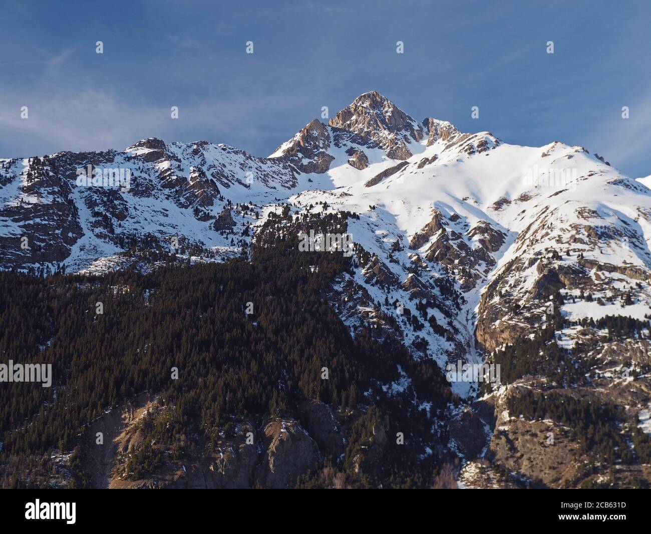 spruce tree forest and french Savoy alpes snow covered mountain top in ...