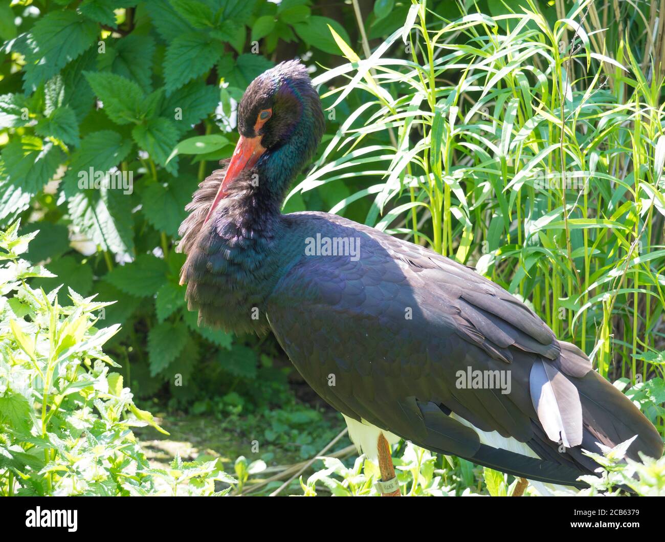 Wood stork face detail hi-res stock photography and images - Alamy