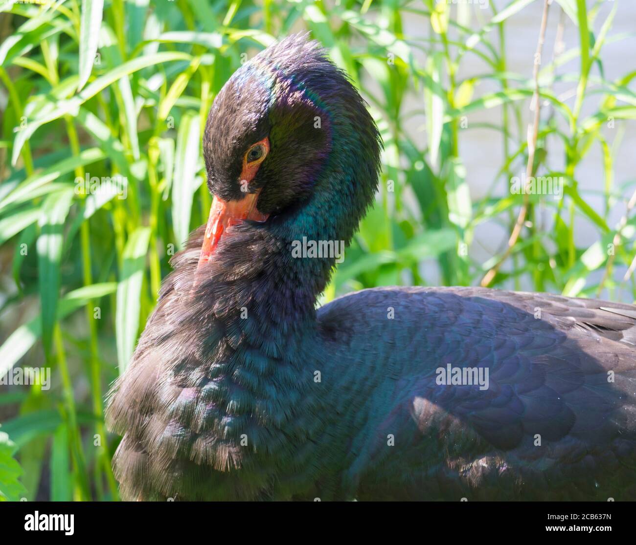 Wood stork face detail hi-res stock photography and images - Alamy