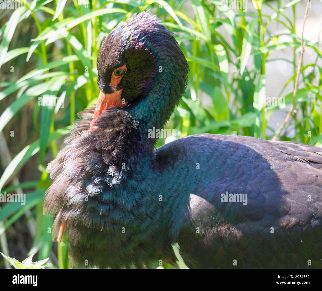 Wood stork face detail hi-res stock photography and images - Alamy