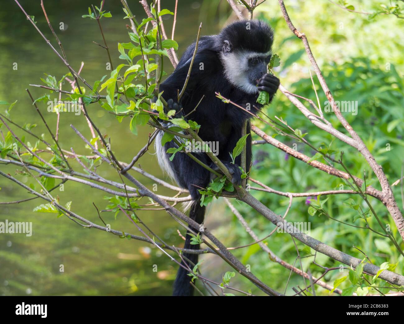 Female colobus monkey holding baby hi-res stock photography and images ...