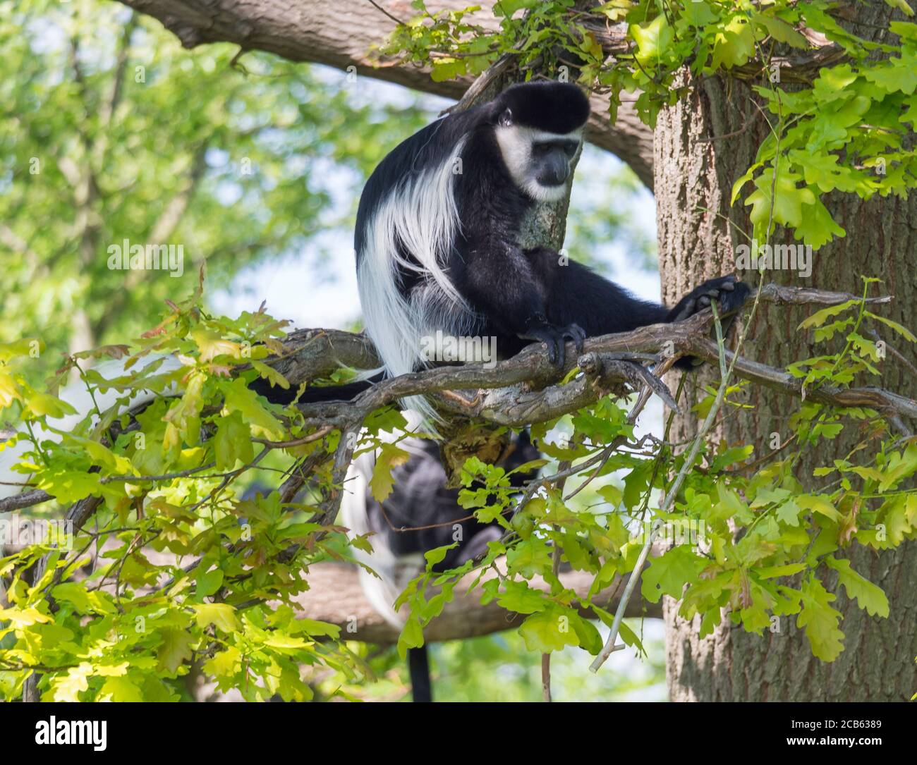 young Mantled guereza monkey also named Colobus guereza sitting on tree ...