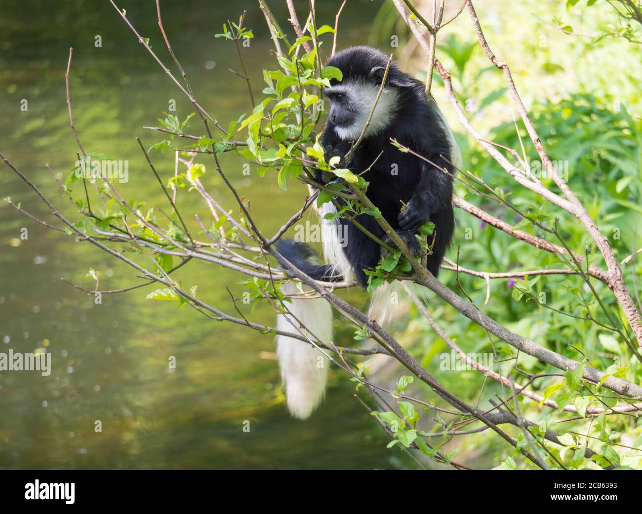 young baby Mantled guereza monkey also named Colobus guereza eating ...