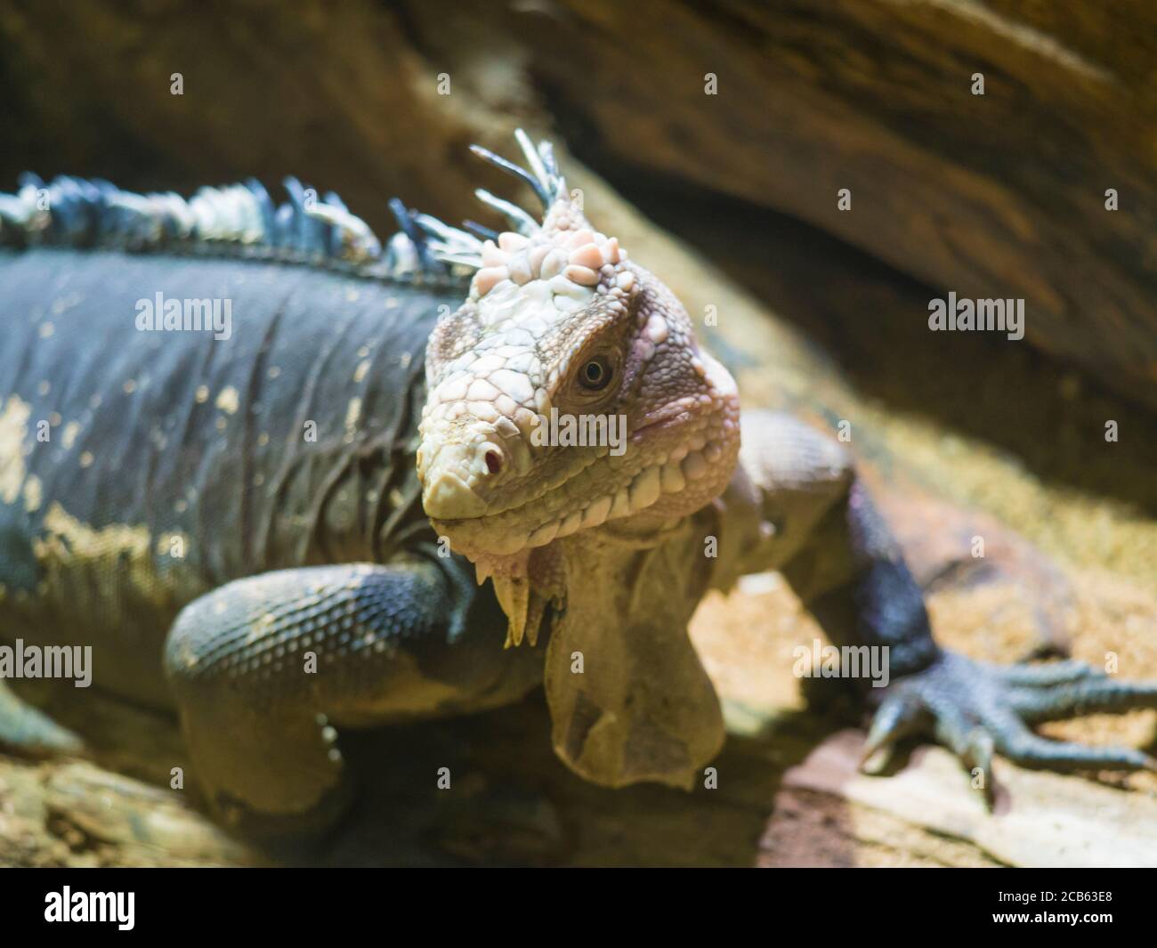 Close up portrait of a lesser Antillean iguana. Igauana delicatissima ...