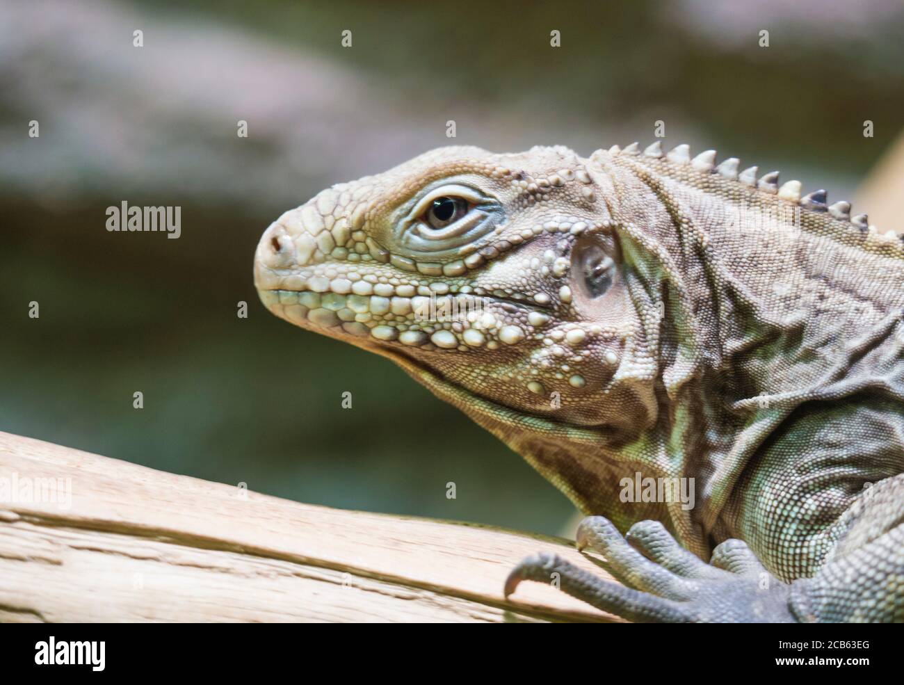 Cuban Iguana Cyclura Nubila High Resolution Stock Photography and ...