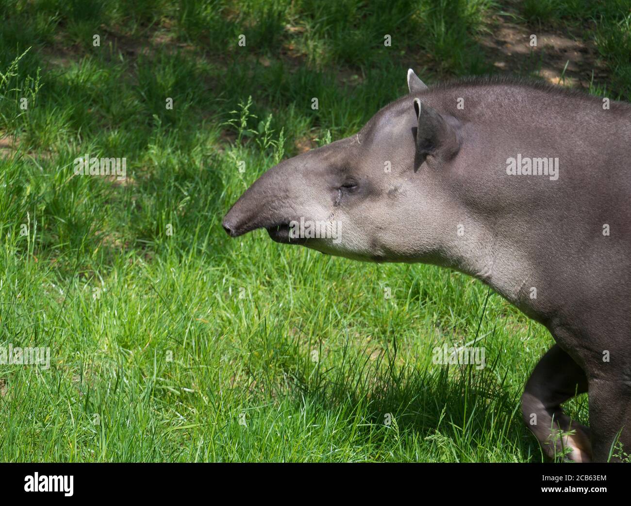 South American Rainforest Habitat High Resolution Stock Photography and ...