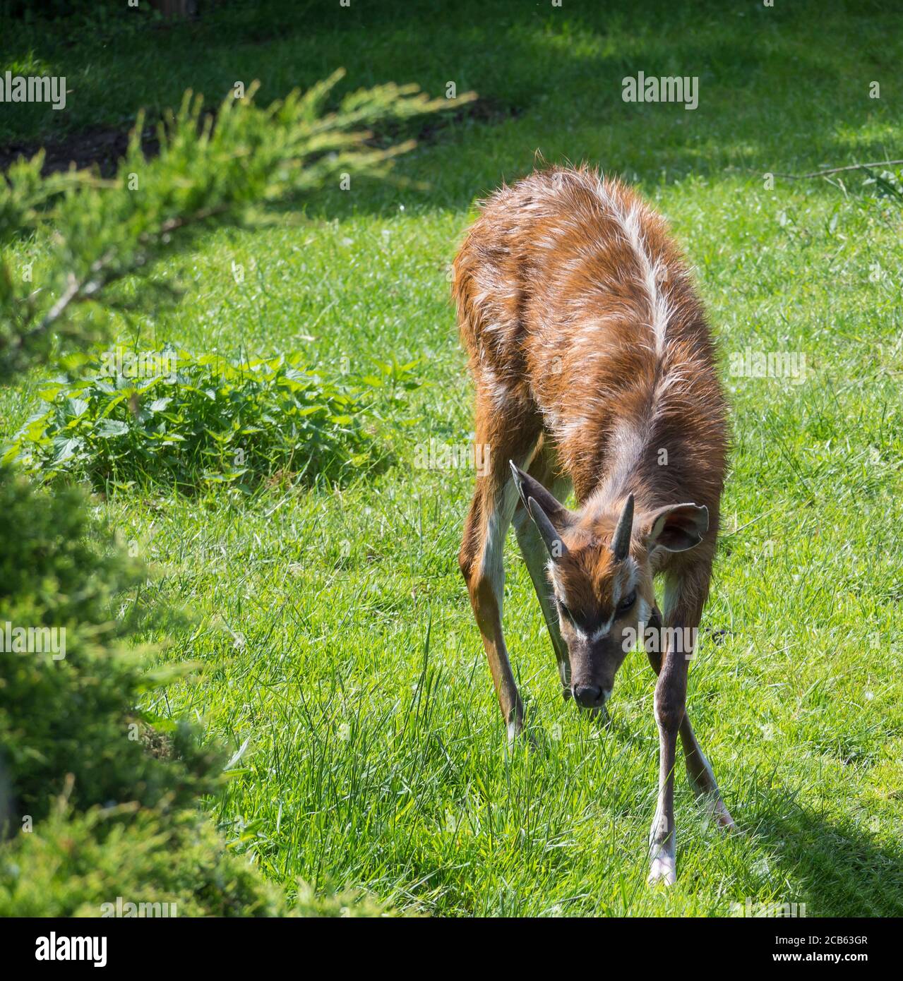 Bongo antelope kenya africa hi-res stock photography and images - Alamy