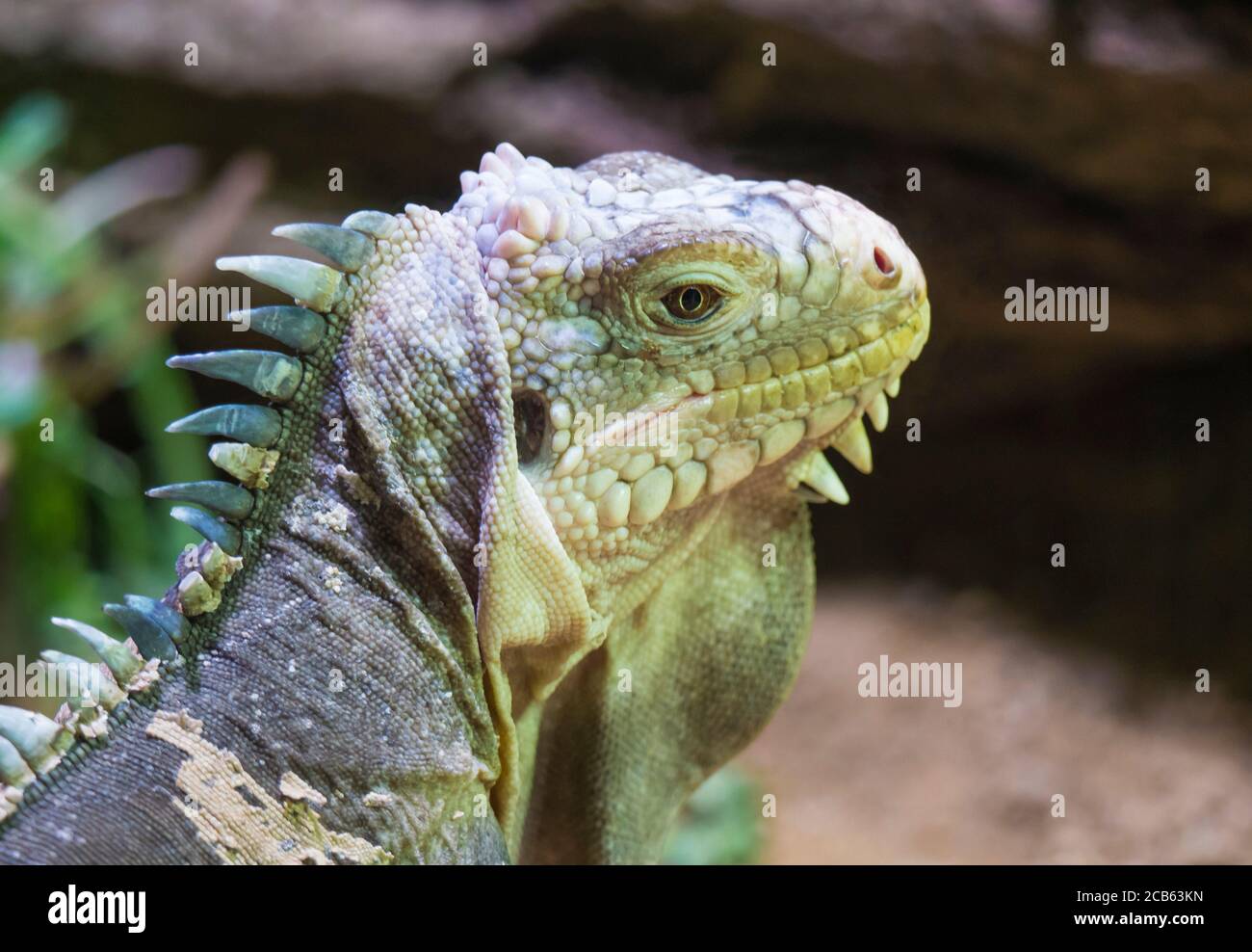 Close up portrait of a lesser Antillean iguana. Igauana delicatissima ...