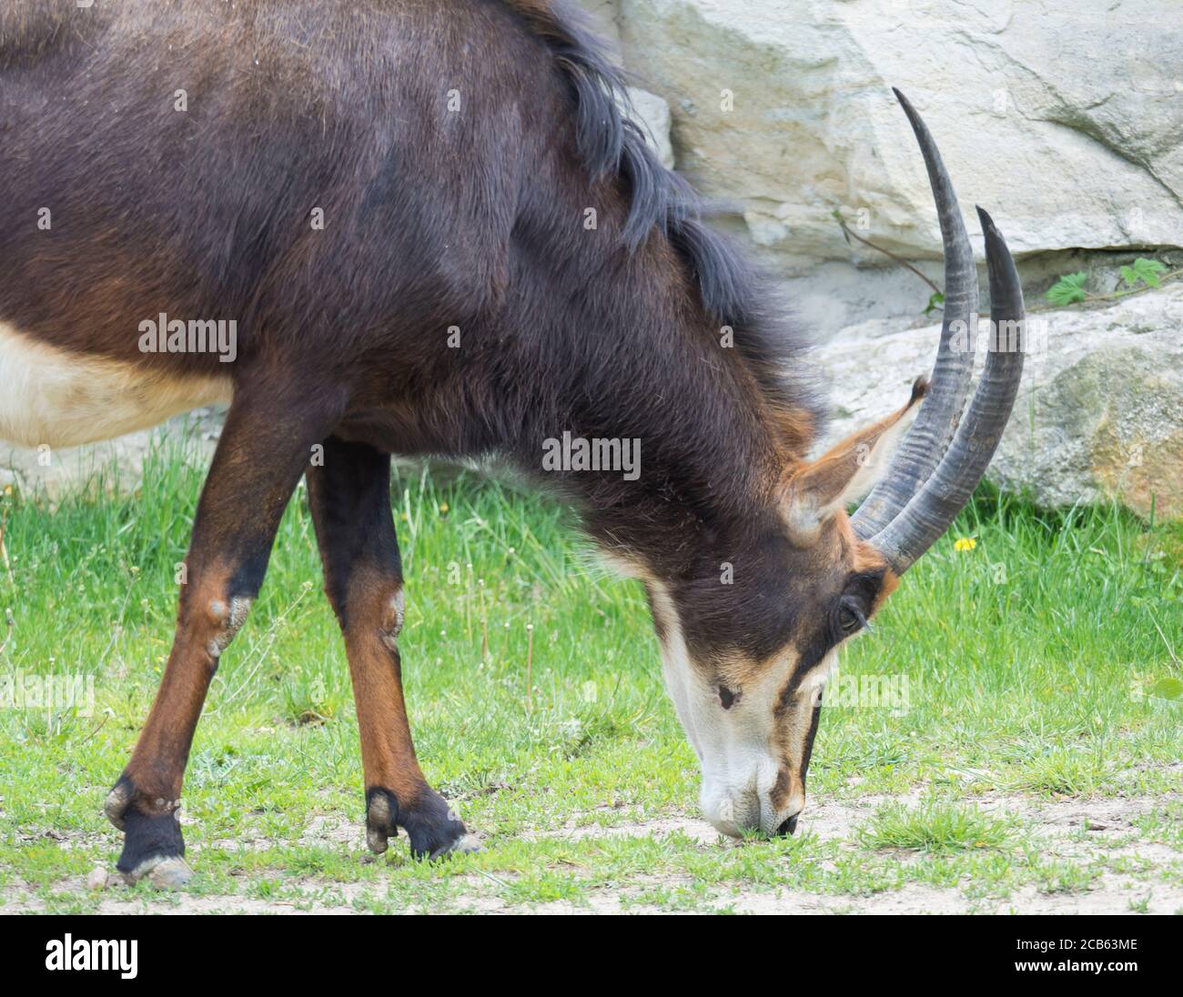 Close up portrait of male Sable antelope Hippotragus niger grazing on ...