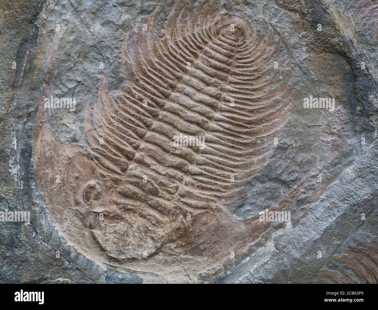 Large trilobite fossil Colpocoryphe grandis printed in stone Stock ...