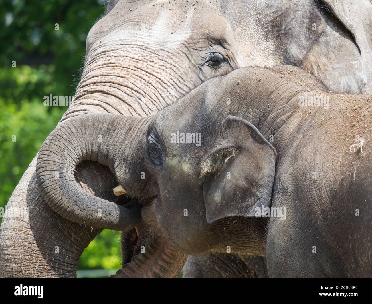 Close up portrait of Asian elephant, Elephas maximus family. Mother and ...