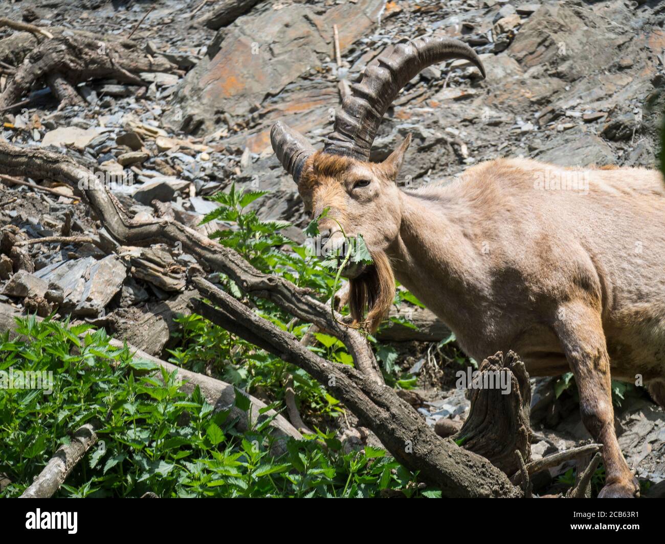 West Caucasian Tur male on a close up portrait. A rare and endangered ...