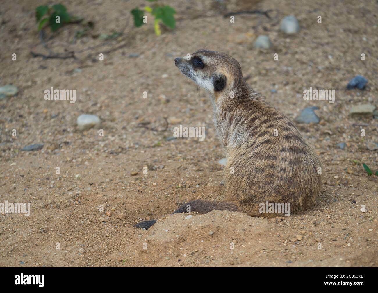 Side view furry mongoose standing hi-res stock photography and images ...