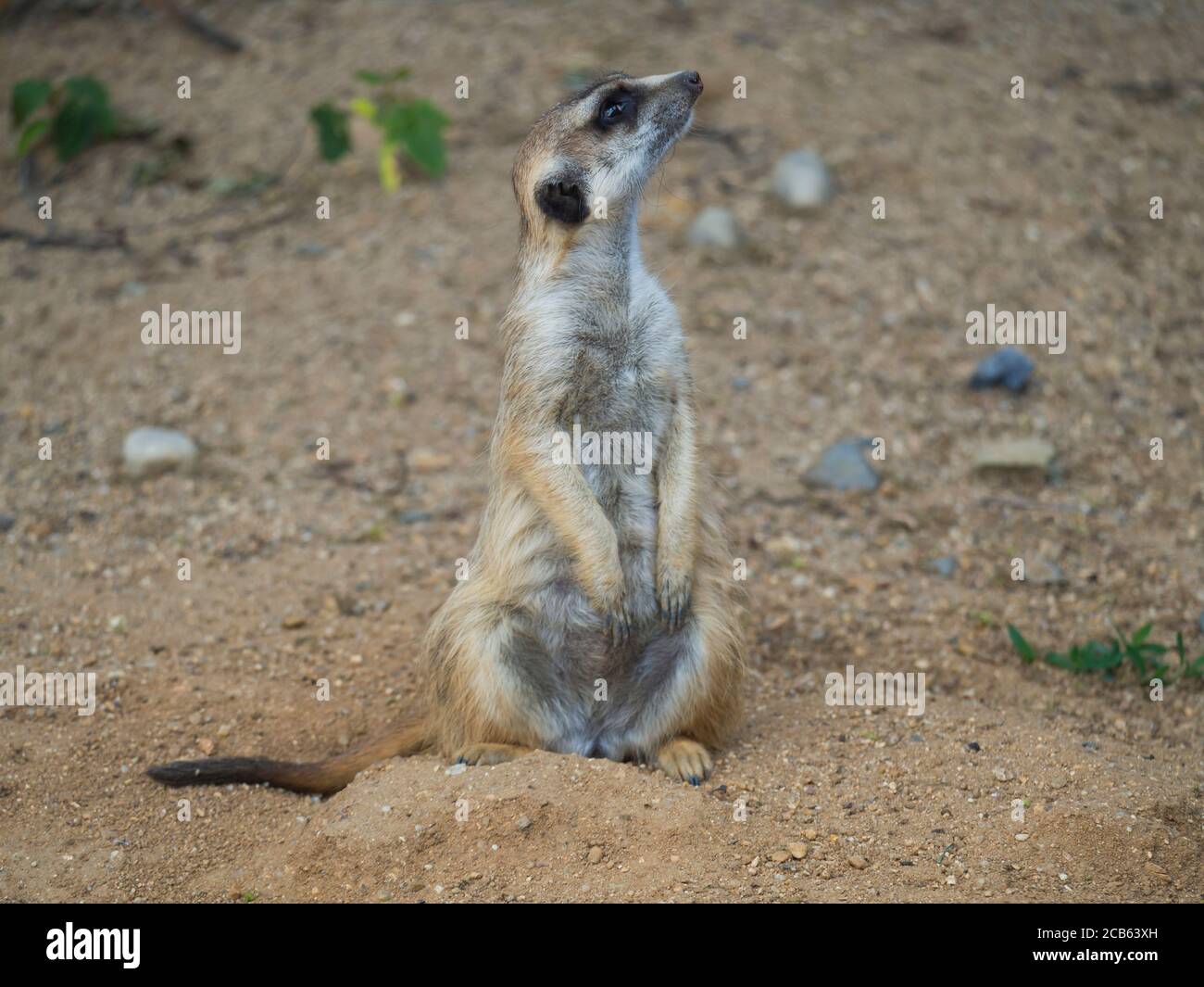 Side view furry mongoose standing hi-res stock photography and images ...