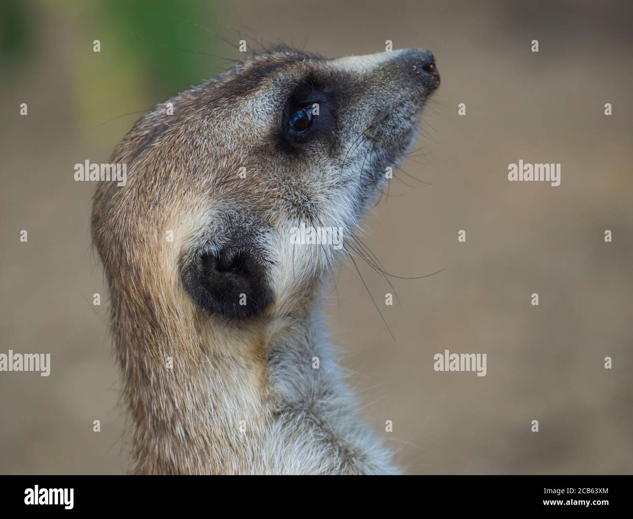 Side view furry mongoose standing hi-res stock photography and images ...