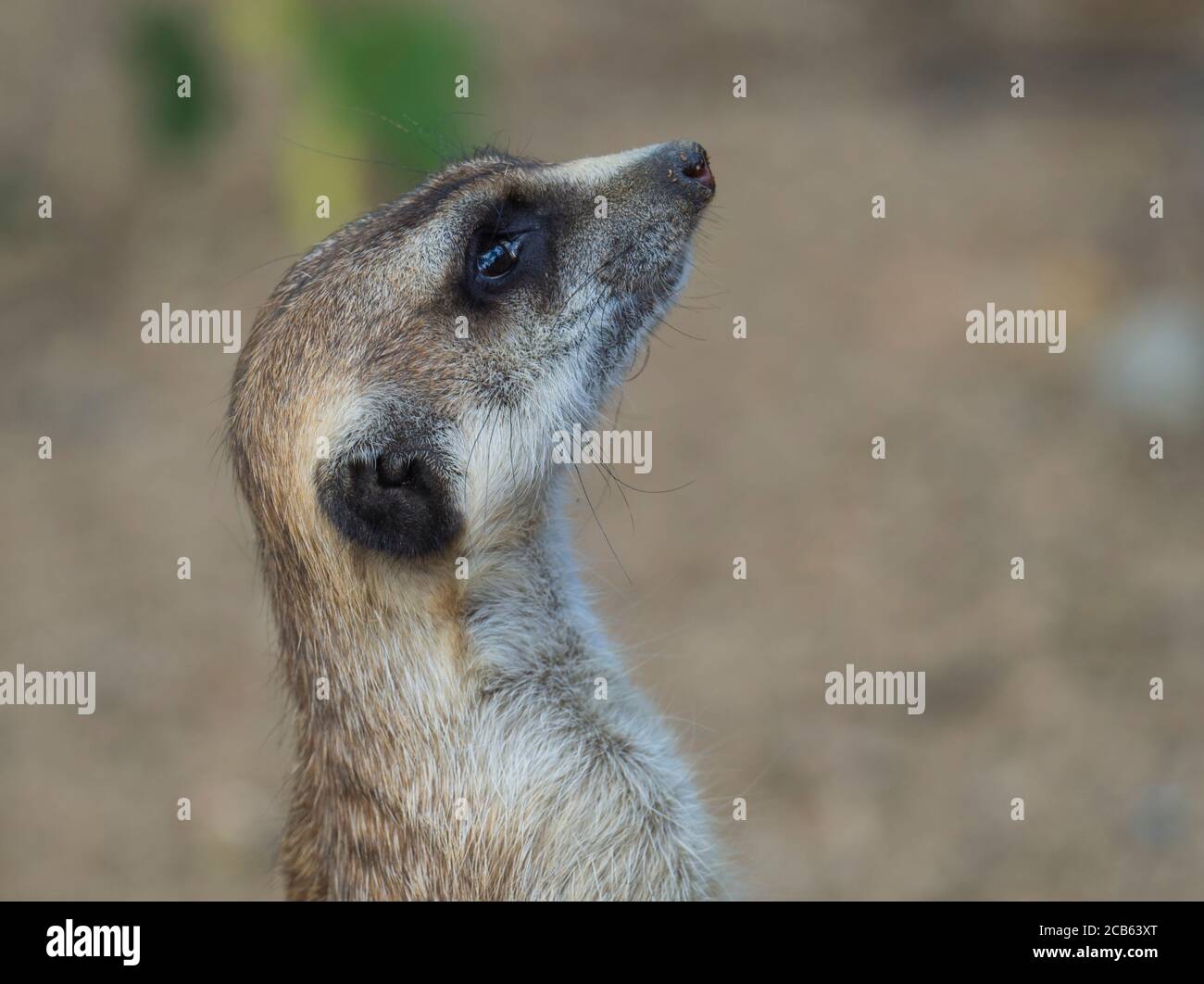 Side view furry mongoose standing hi-res stock photography and images ...