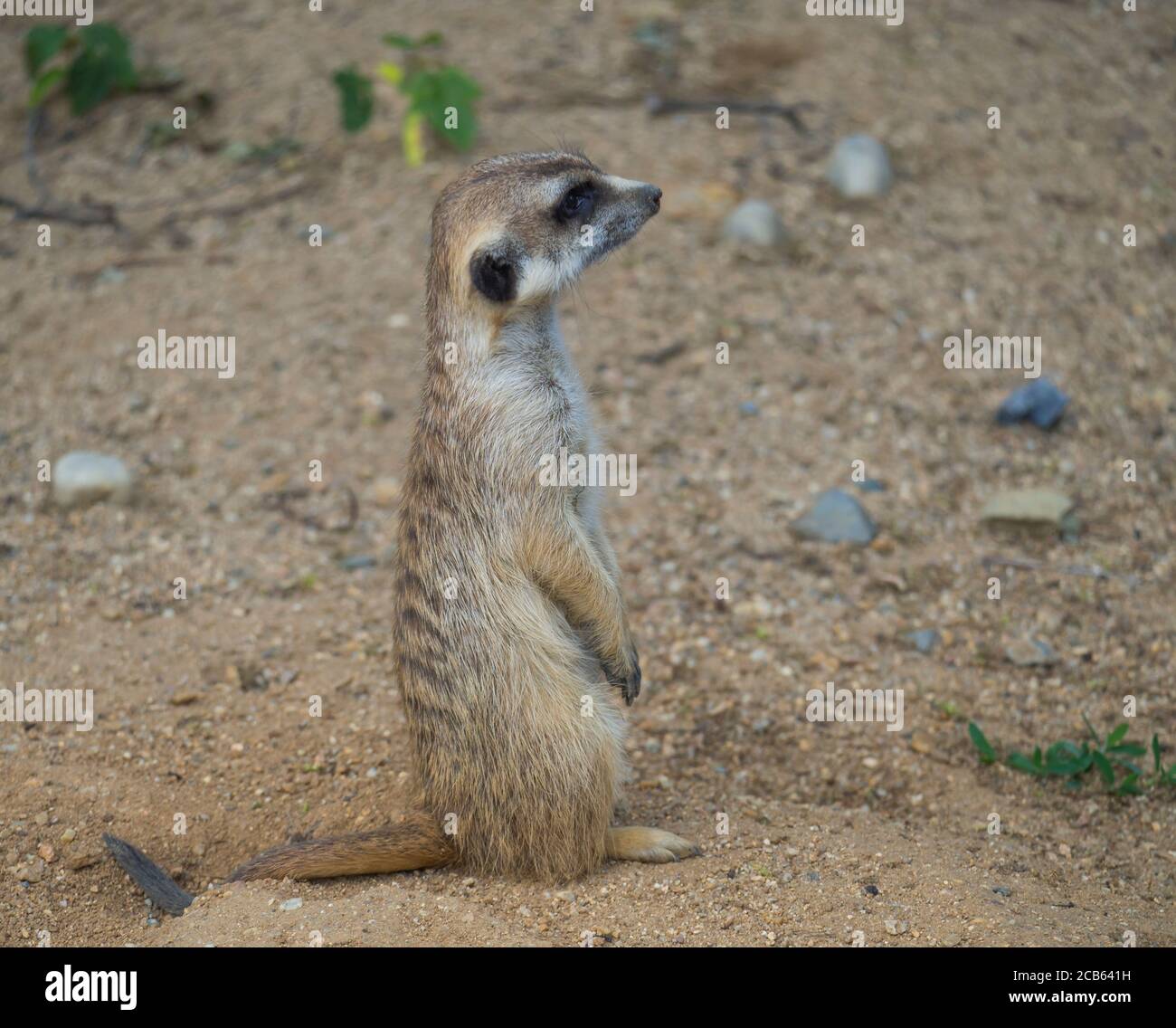 Close up portrait of standing meerkat or suricate, Suricata suricatta ...