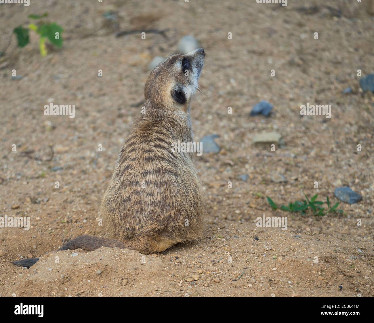 Close up portrait of sitting meerkat or suricate, Suricata suricatta ...