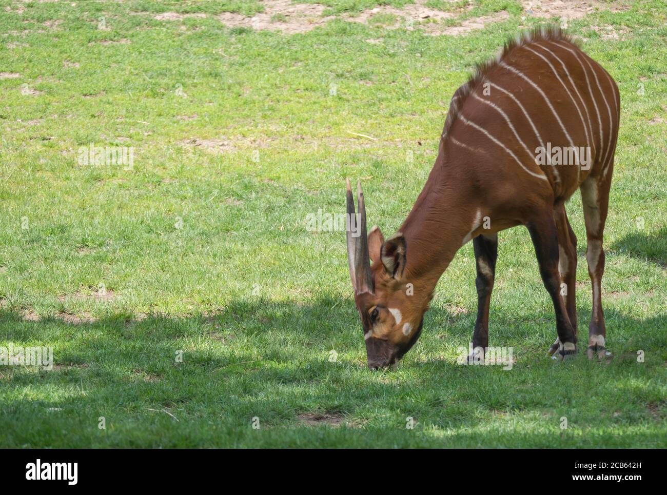 Bongo antelope kenya africa hi-res stock photography and images - Alamy
