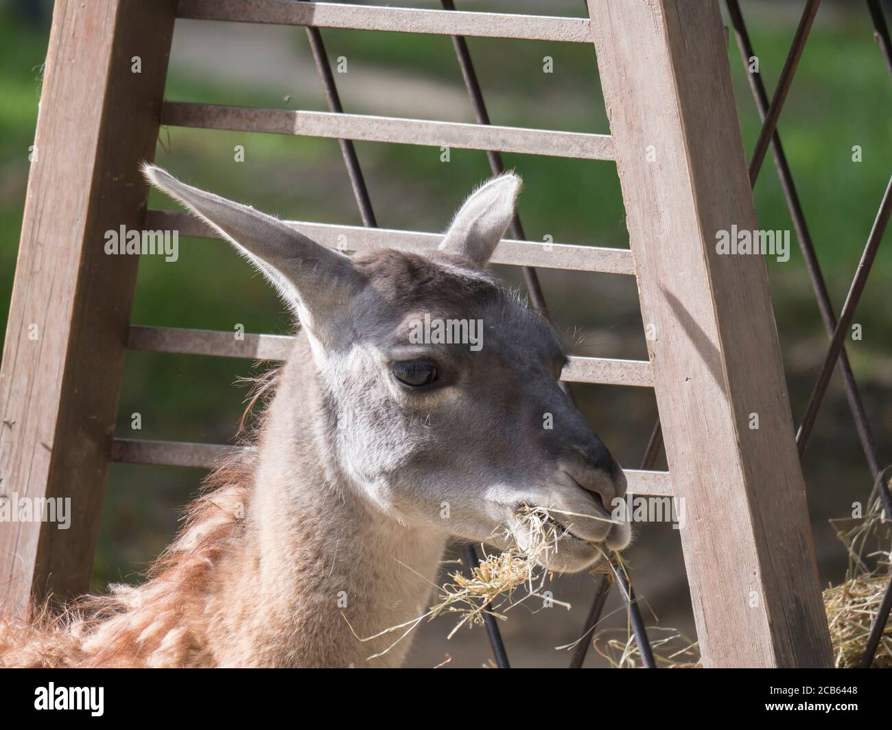 Close up guanaco head eating hi-res stock photography and images - Alamy