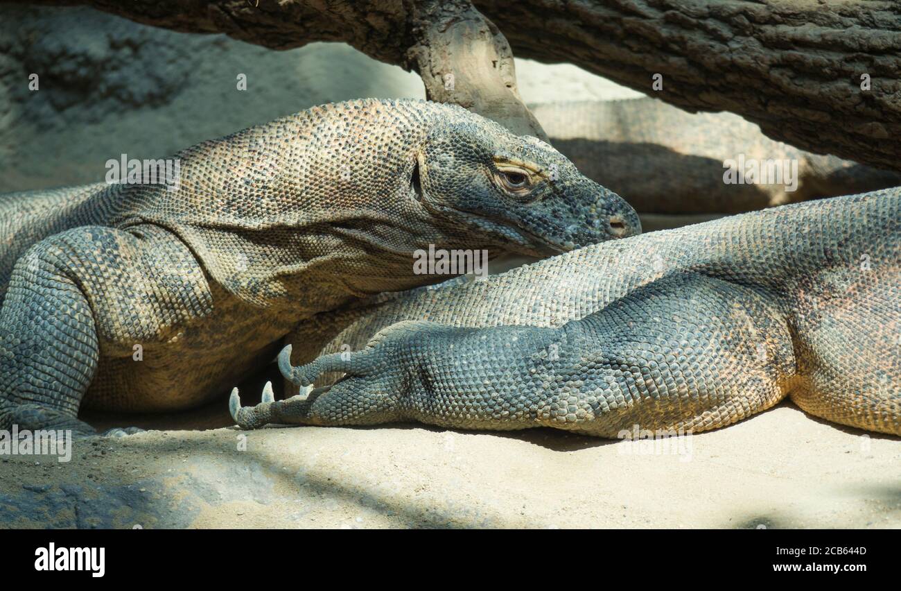 Close up portrait of Komodo Dragon lying anf resting. Varanus ...