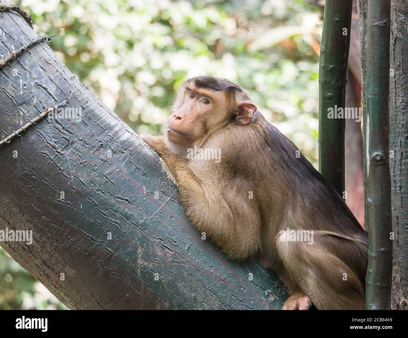 Portrait of southern Pig-tailed Macaque, Macaca nemestrina resting on a ...