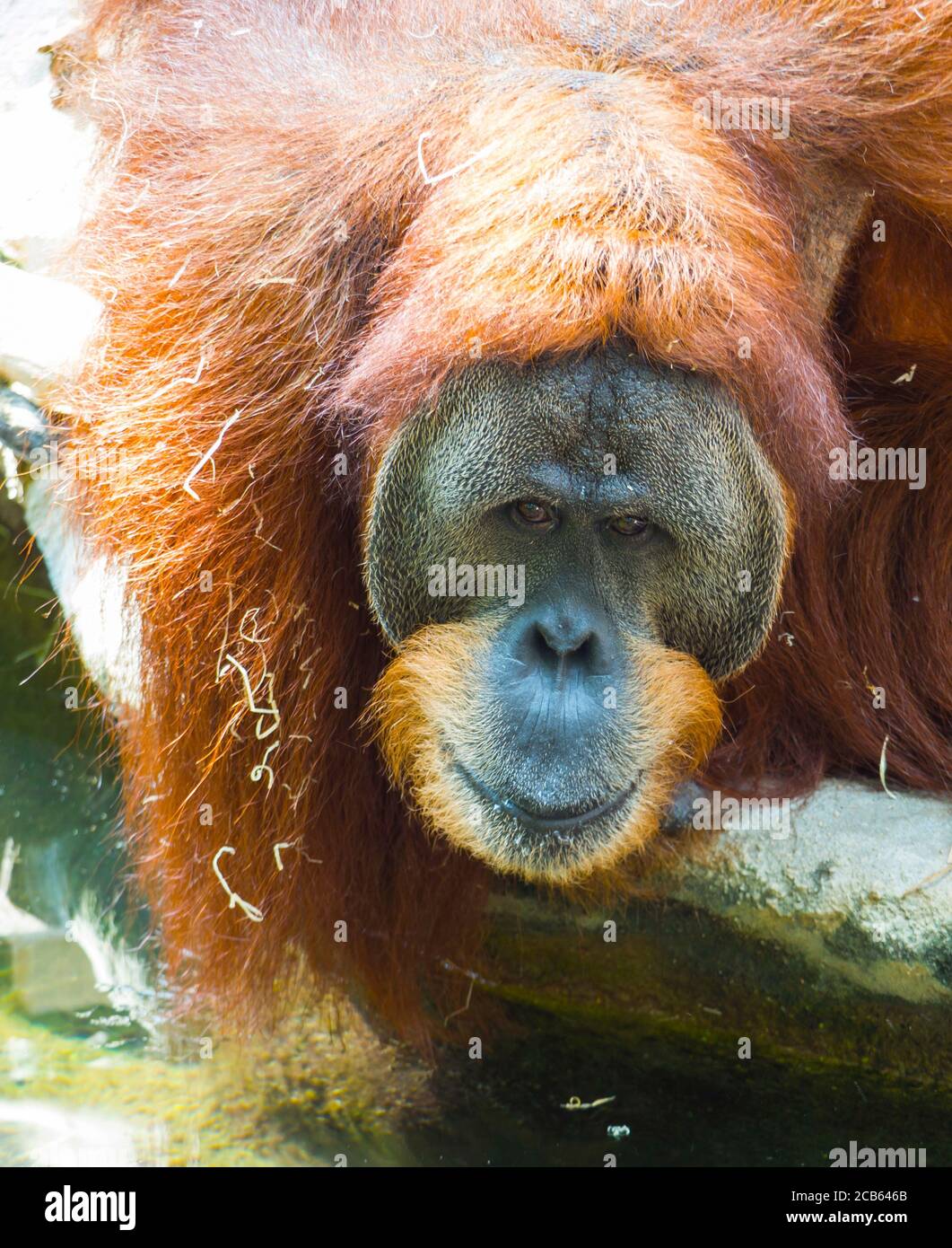 Portrait of male Sumatran orangutan, Pongo abelii sad looking, frot ...