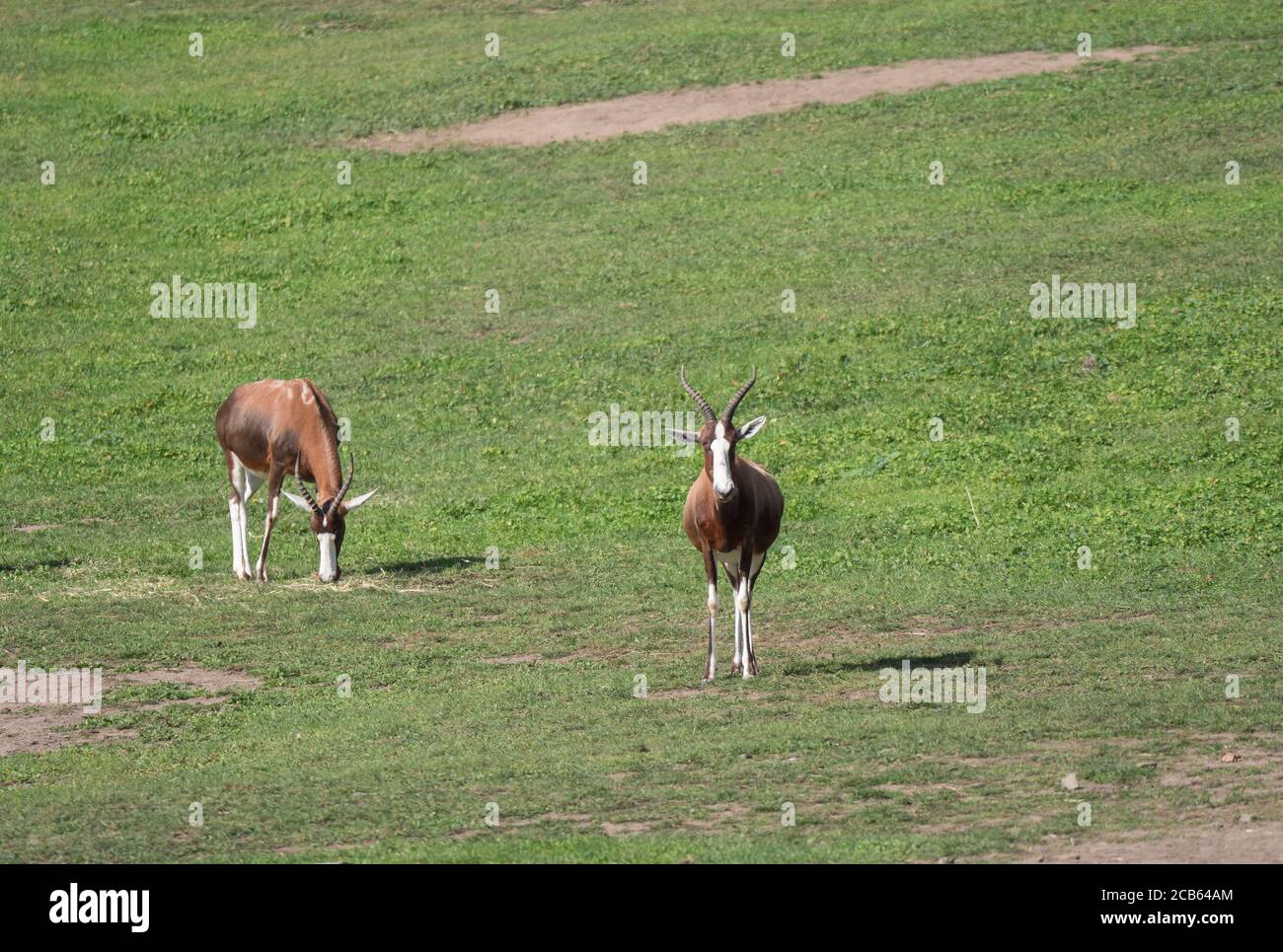 Two blesbok hi-res stock photography and images - Alamy