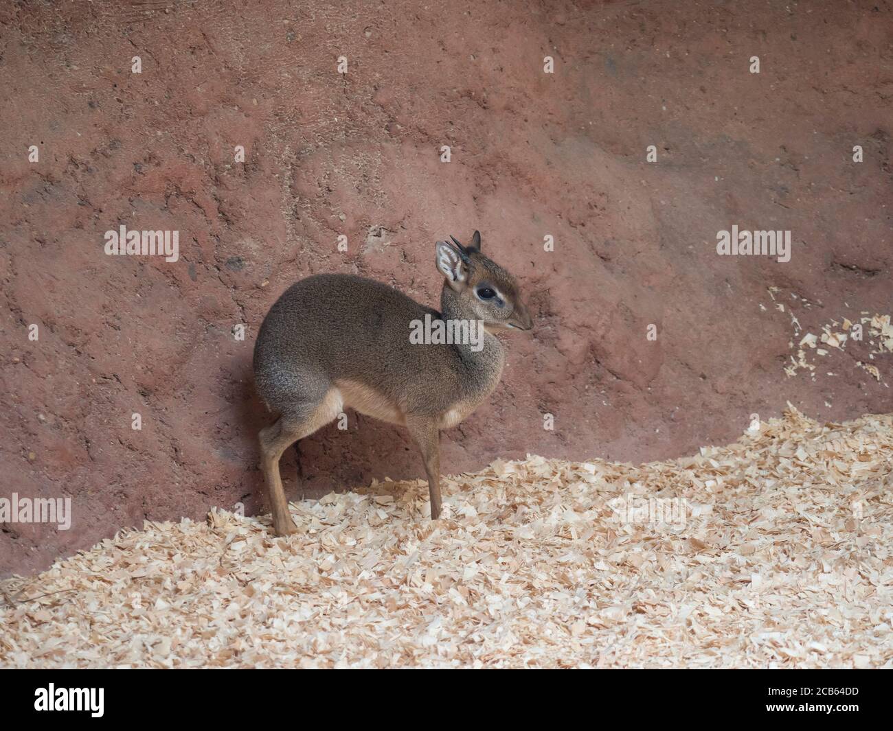 Profile portrait of Kirk's dik-dik, Madoqua kirkii, cute little animal ...
