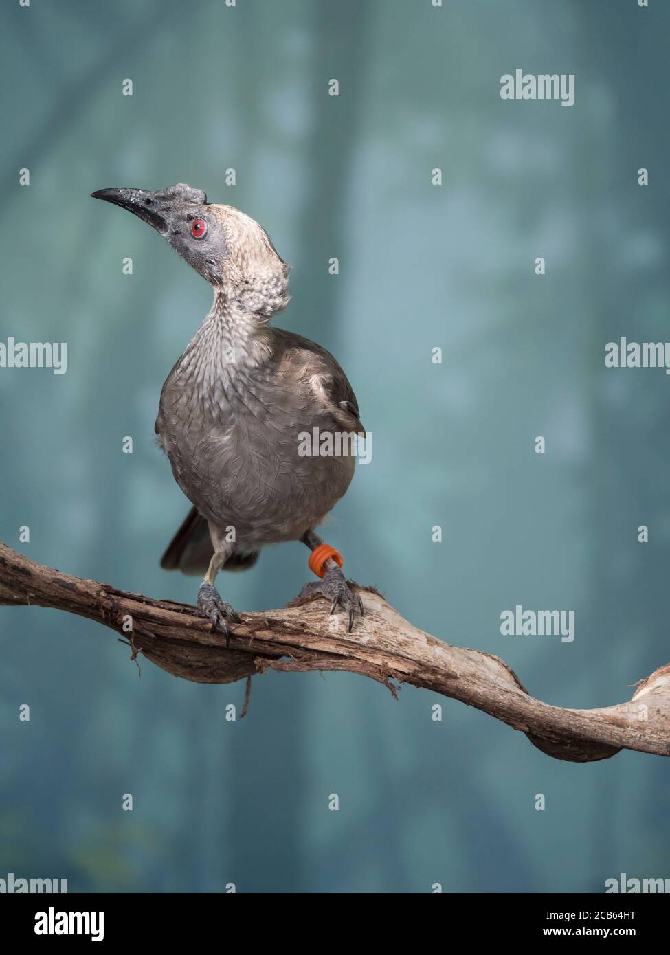 Close up portrait of helmeted friarbird, Philemon buceroides, sitting ...