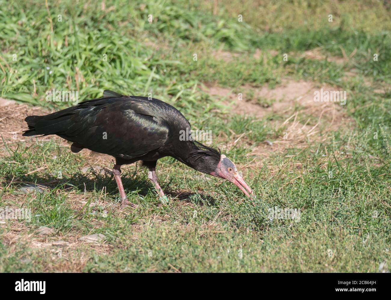 Portrait of Northern bald ibis, hermit ibis, Geronticus eremita ...