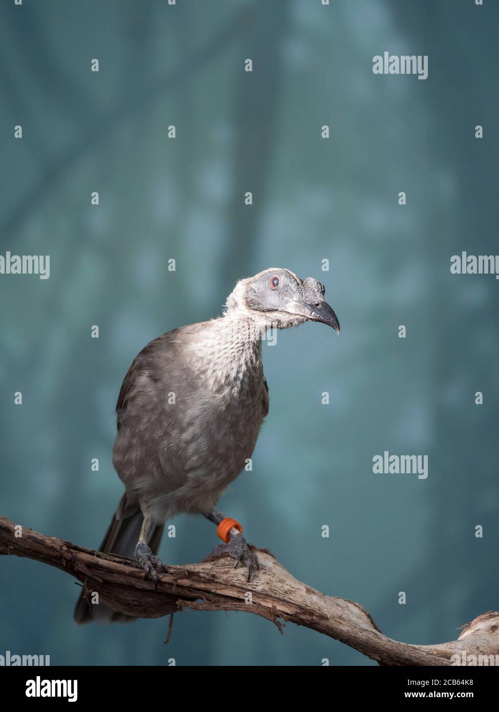 Philemon buceroides hi-res stock photography and images - Alamy