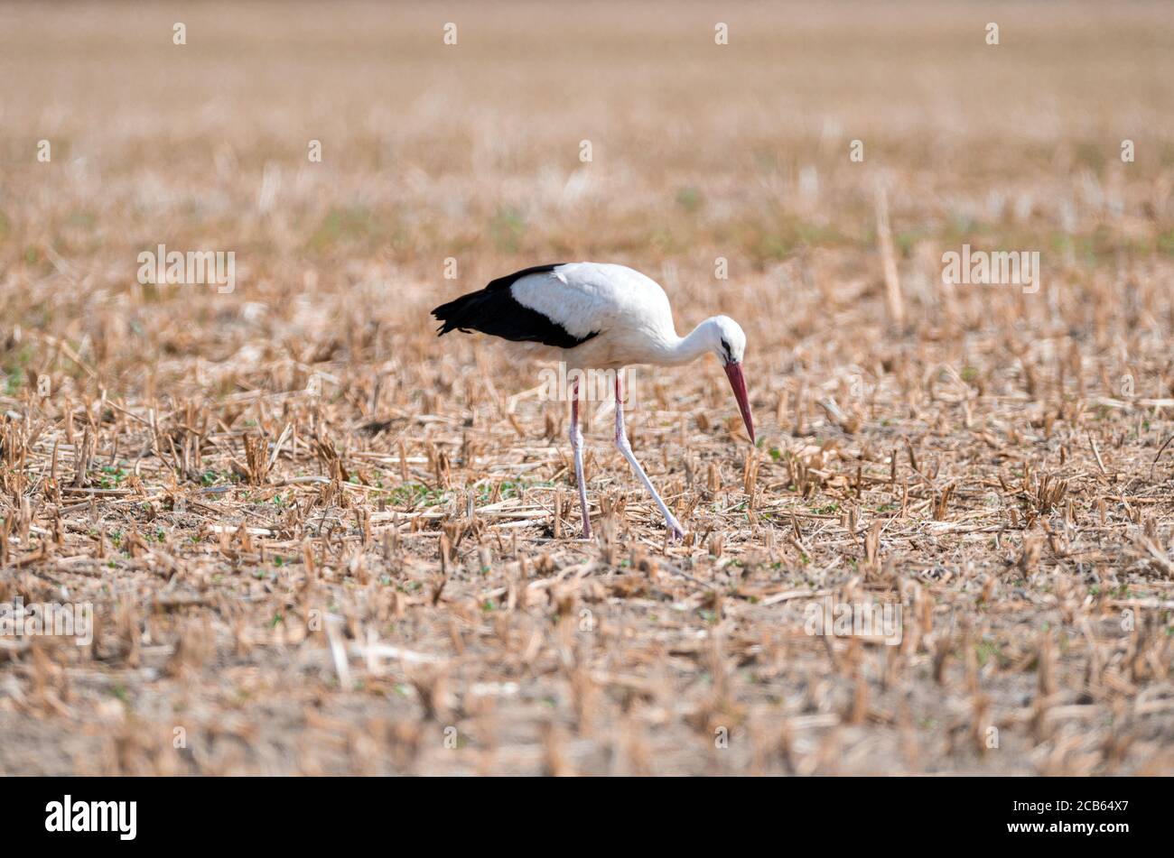 White stork summer field brandenburg hi-res stock photography and ...