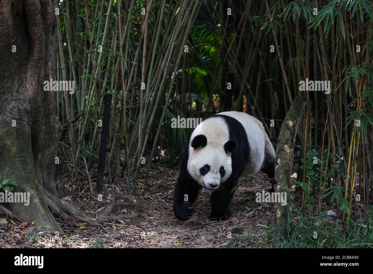 Guangzhou, China's Guangdong Province. 10th Aug, 2020. Giant panda ...