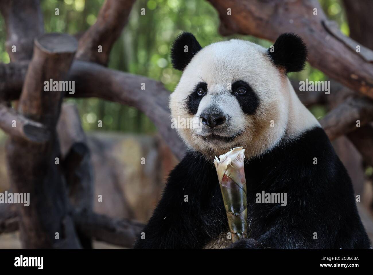 Guangzhou, China's Guangdong Province. 10th Aug, 2020. Giant Panda ...