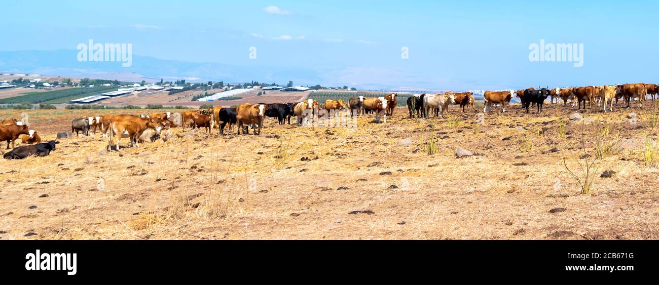 Roaming cattle hi-res stock photography and images - Alamy